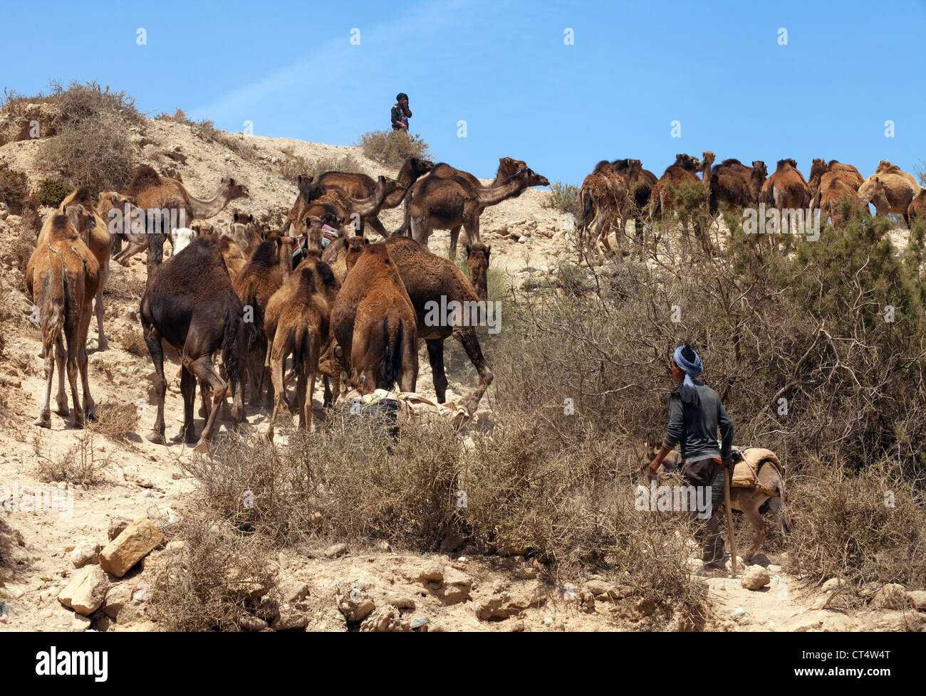 Berber men herding a herd of camels, near Agadir, Morocco Africa Stock ...
