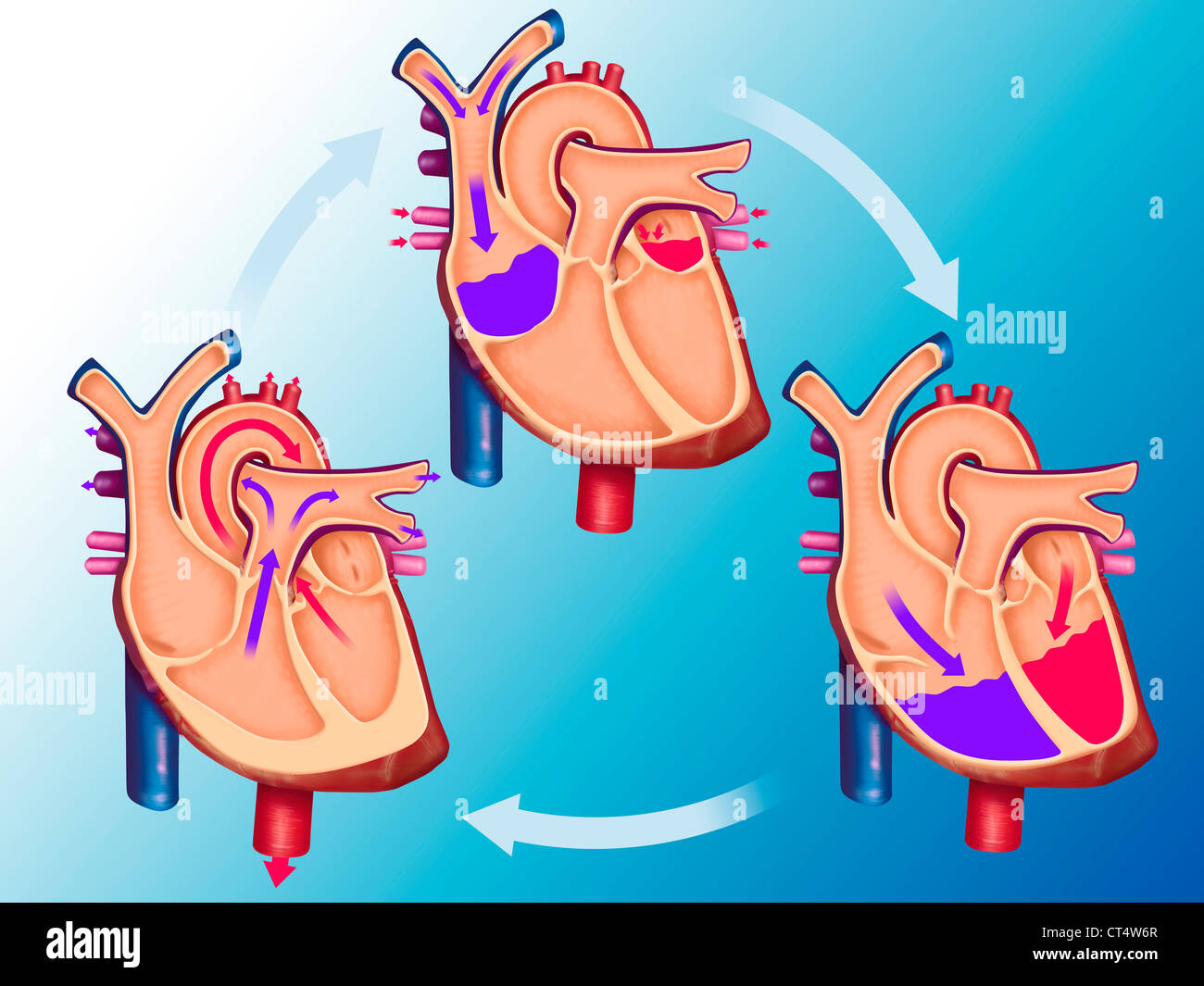 BLOOD CIRCULATION, ILLUSTRATION Stock Photo - Alamy