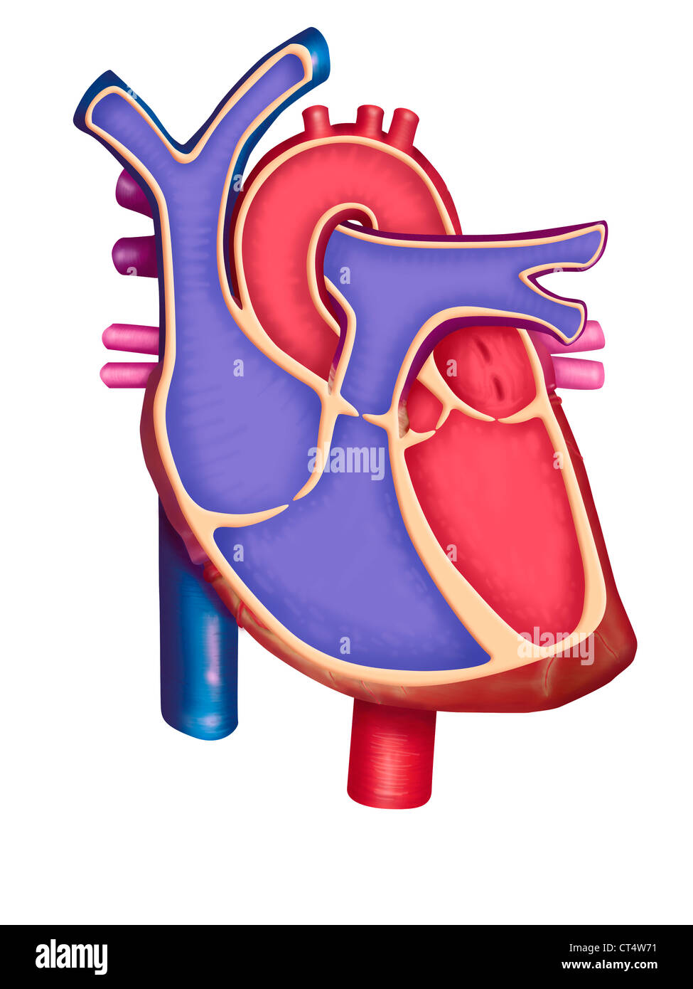 BLOOD CIRCULATION, ILLUSTRATION Stock Photo - Alamy