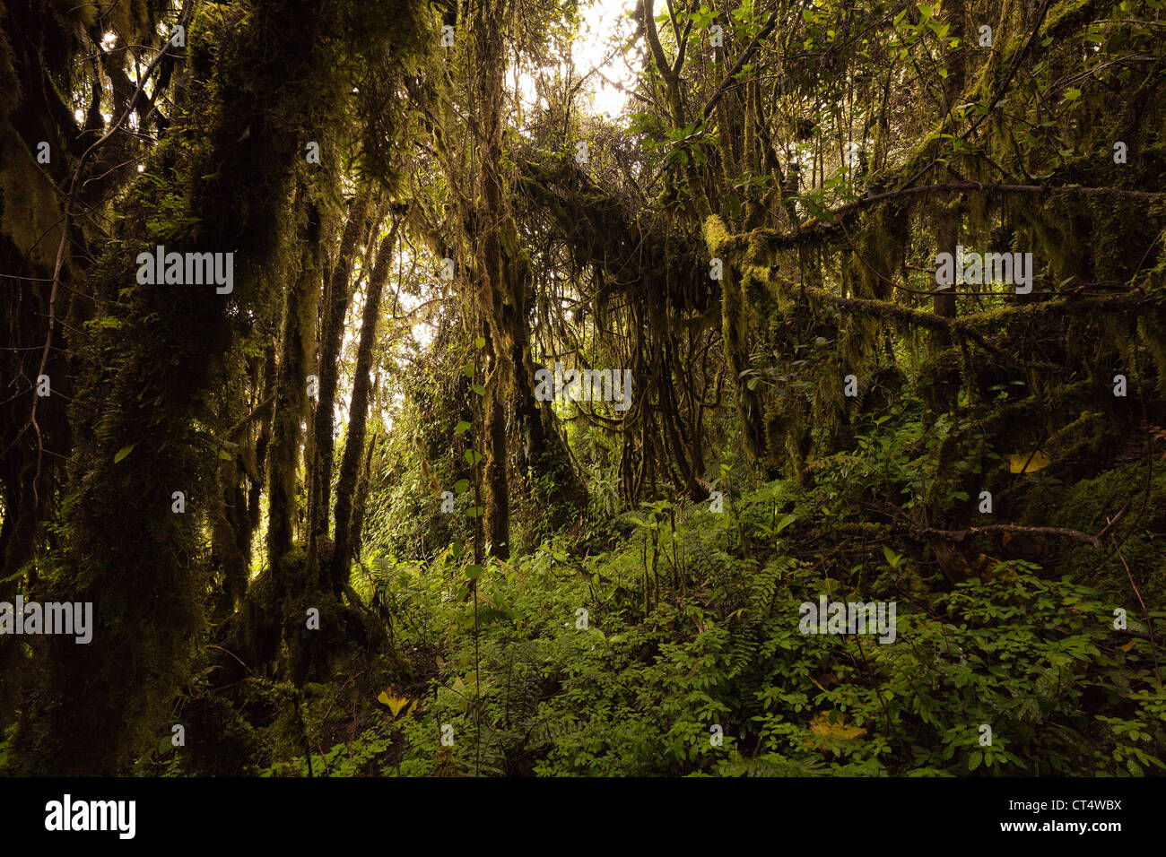 STORY TALE VEGETATION AT AROUND 4000M ALTITUDE IN ECUADORIAN ANDES ...