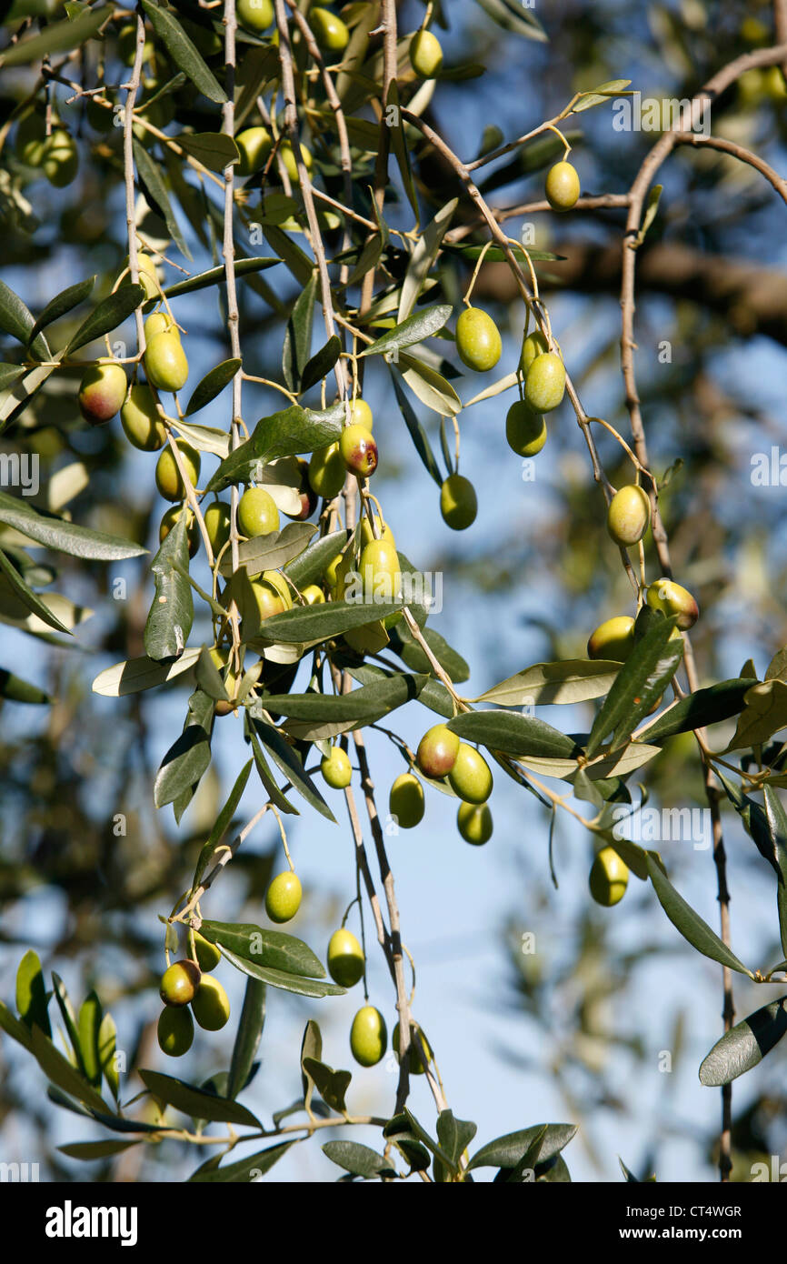 Fruitful tree hi-res stock photography and images - Alamy