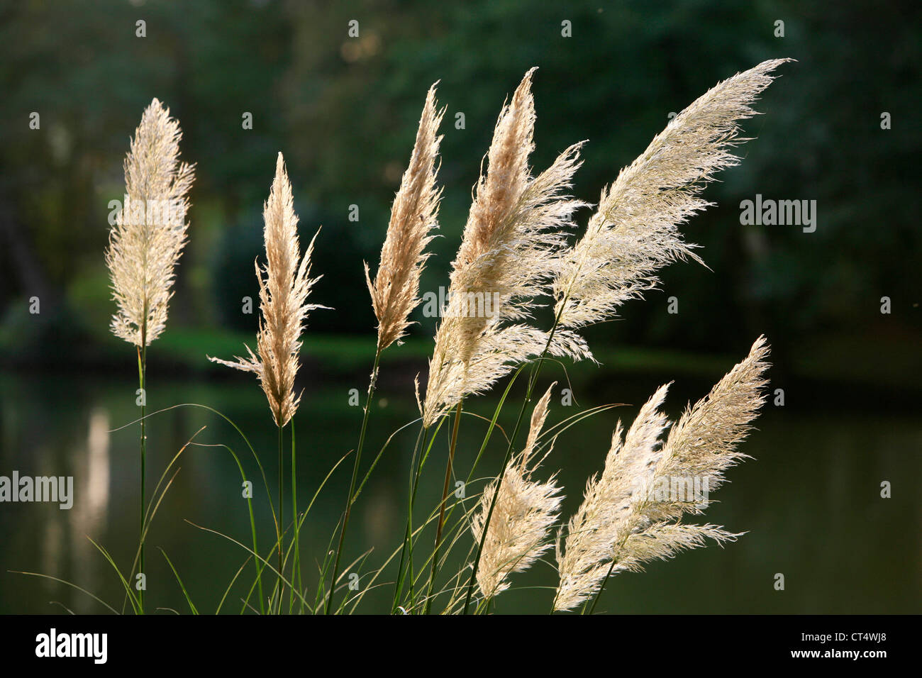 Pampa grasses hi-res stock photography and images - Alamy