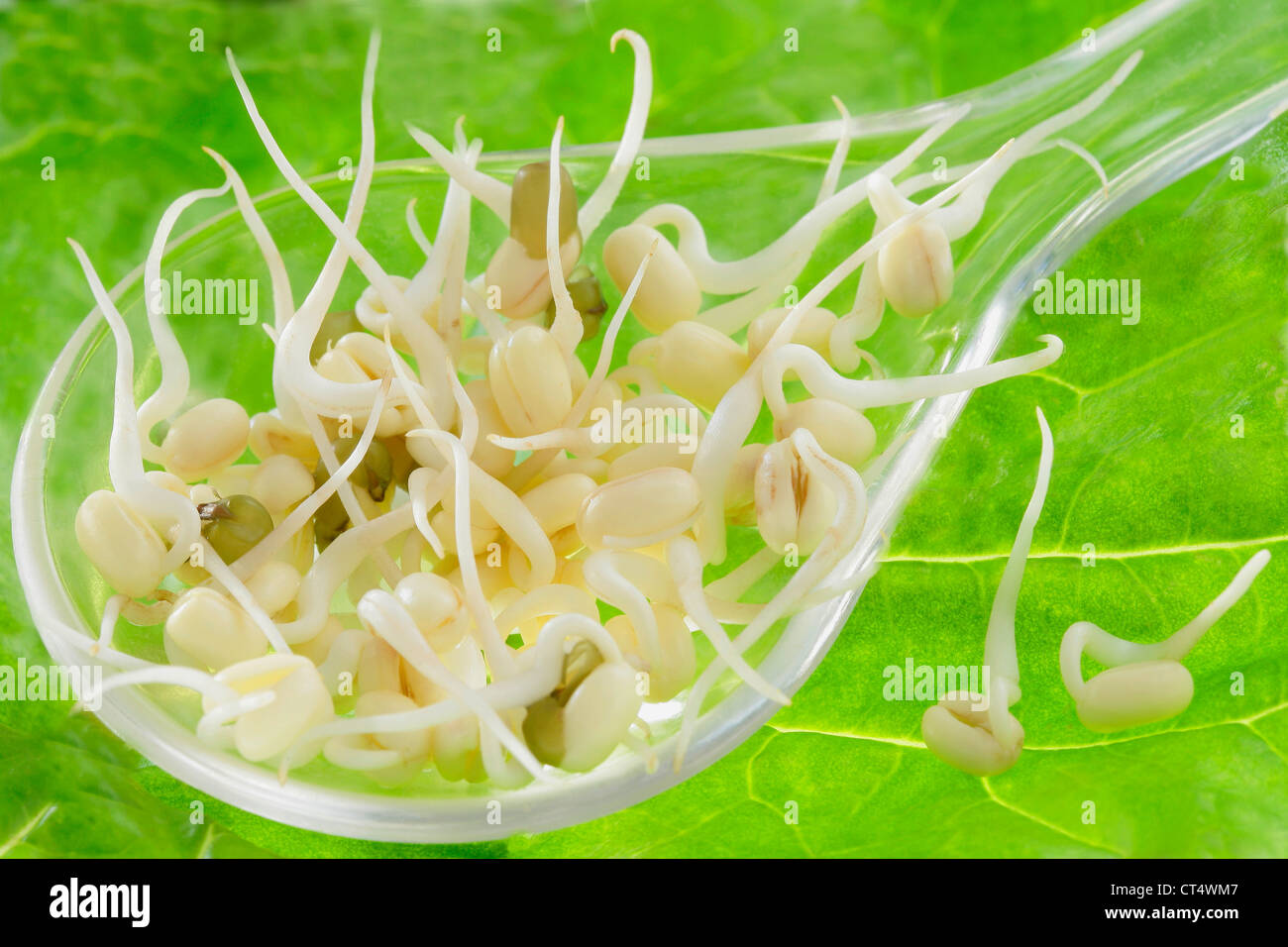 Bean germinated hi-res stock photography and images - Alamy