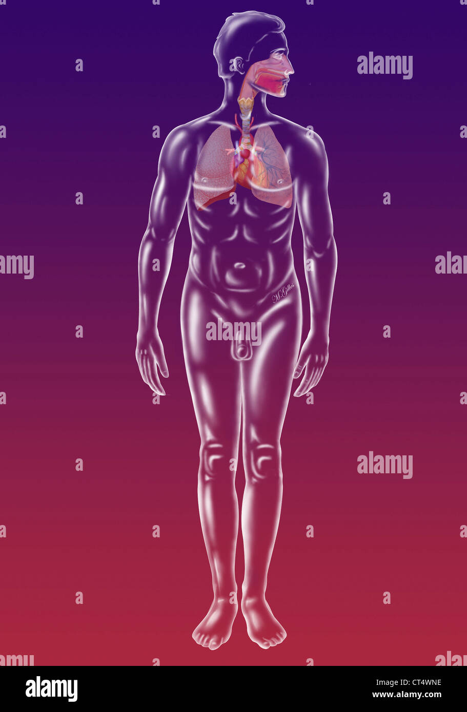 Larynx and pharynx hi-res stock photography and images - Alamy