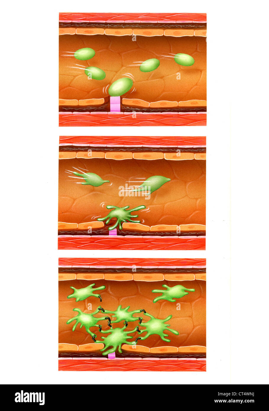 Blood coagulations hi-res stock photography and images - Alamy