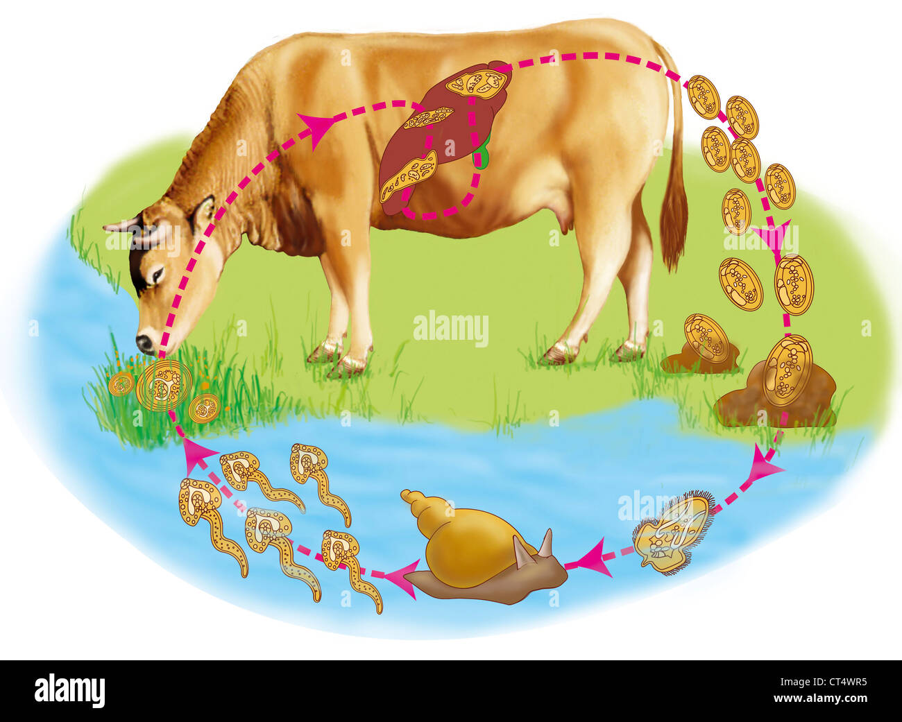 Fluke worms hi-res stock photography and images - Alamy