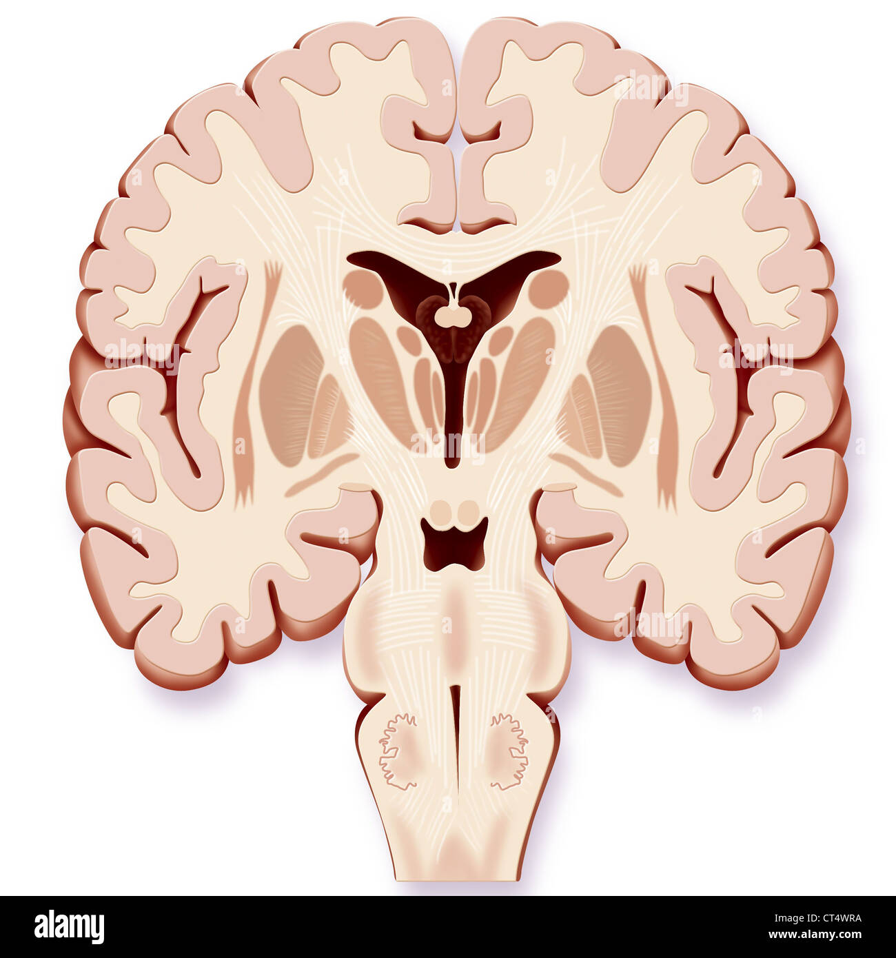 White matter brain illustration hi-res stock photography and images - Alamy