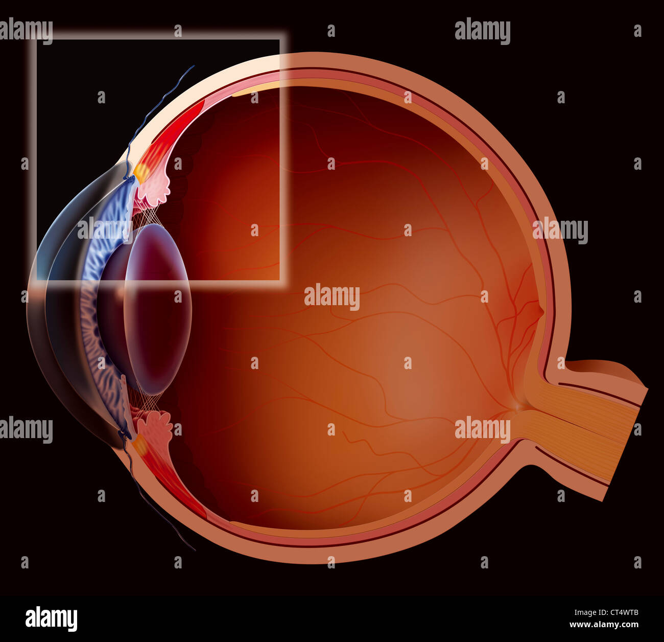 Zonules hi-res stock photography and images - Alamy