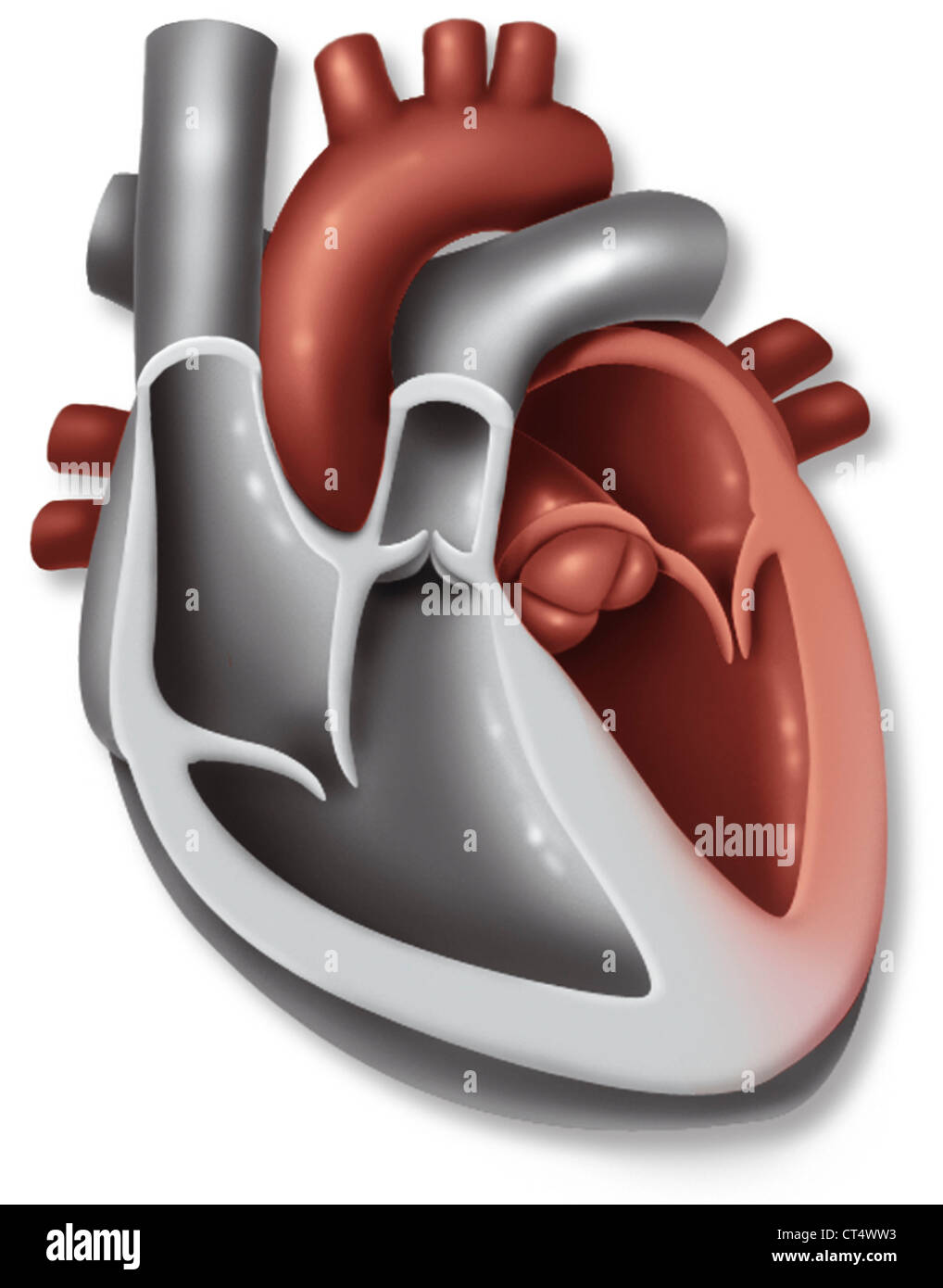 Anatomy of the heart valves hi-res stock photography and images - Alamy
