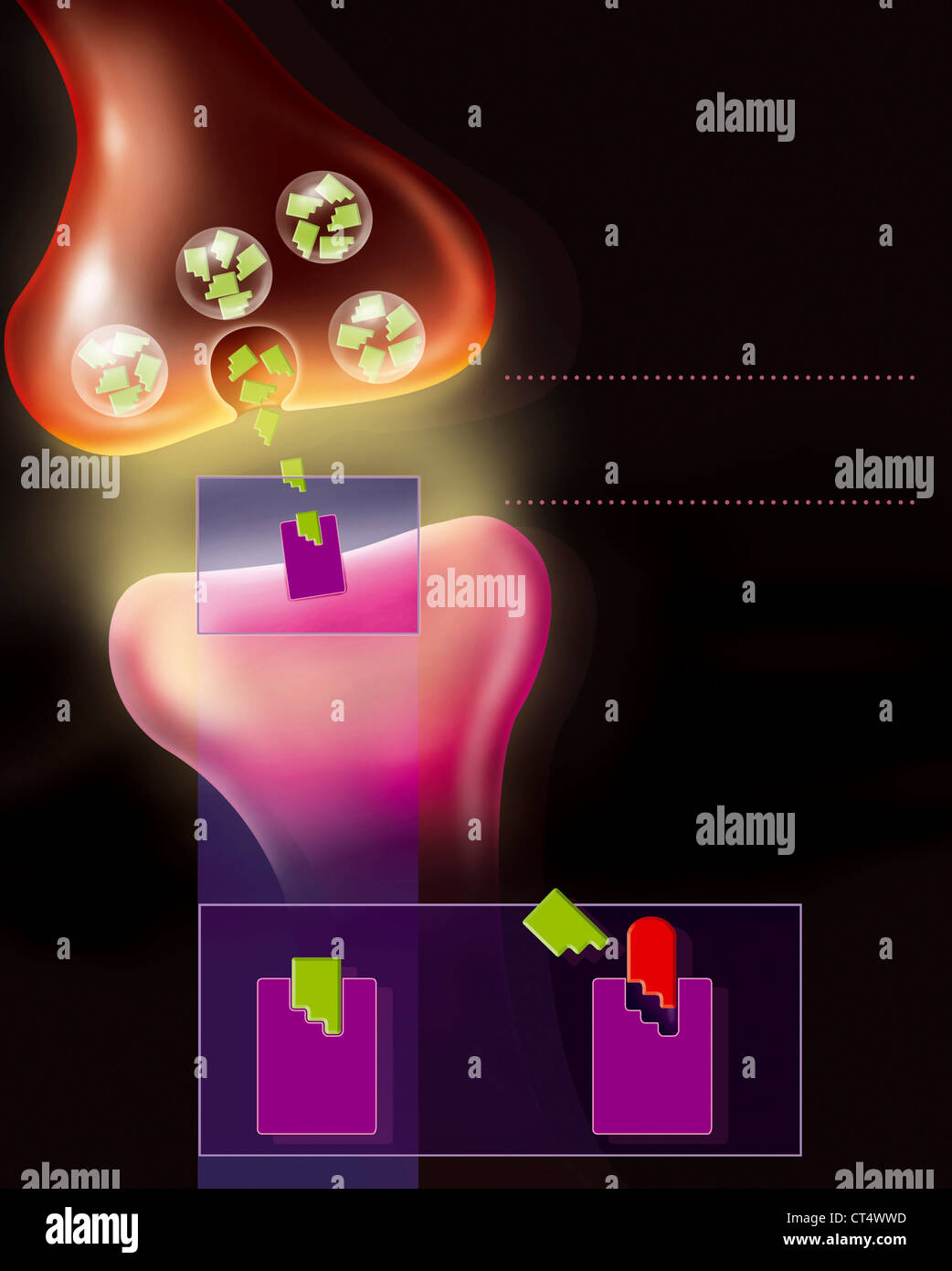 Dopamine Synapse High Resolution Stock Photography and Images - Alamy