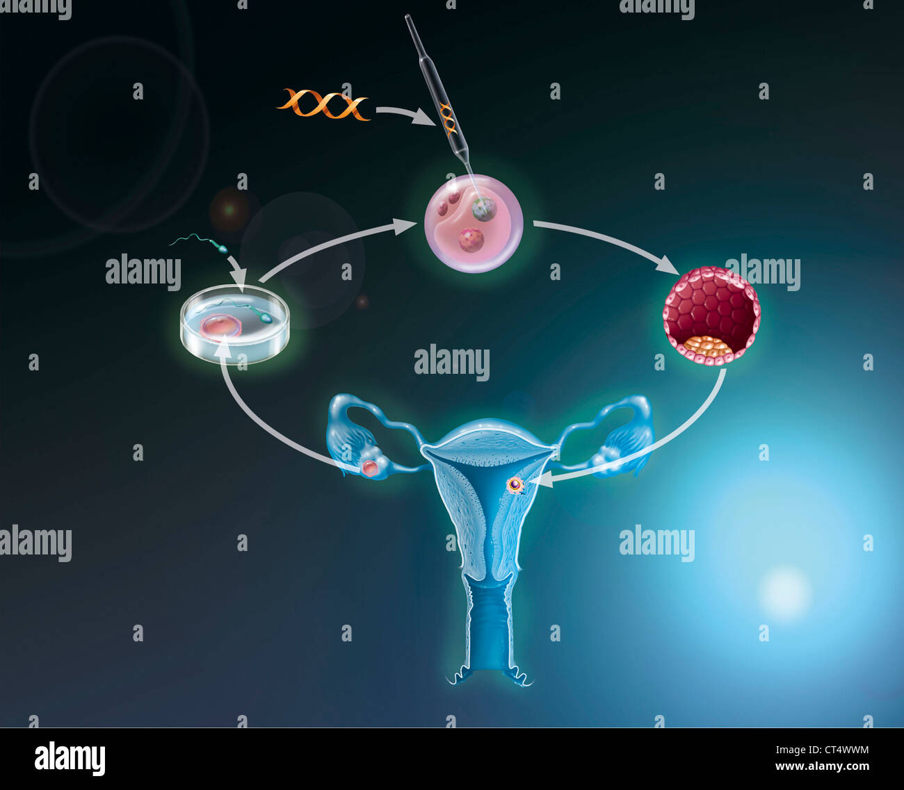 Transgenesis hi-res stock photography and images - Alamy