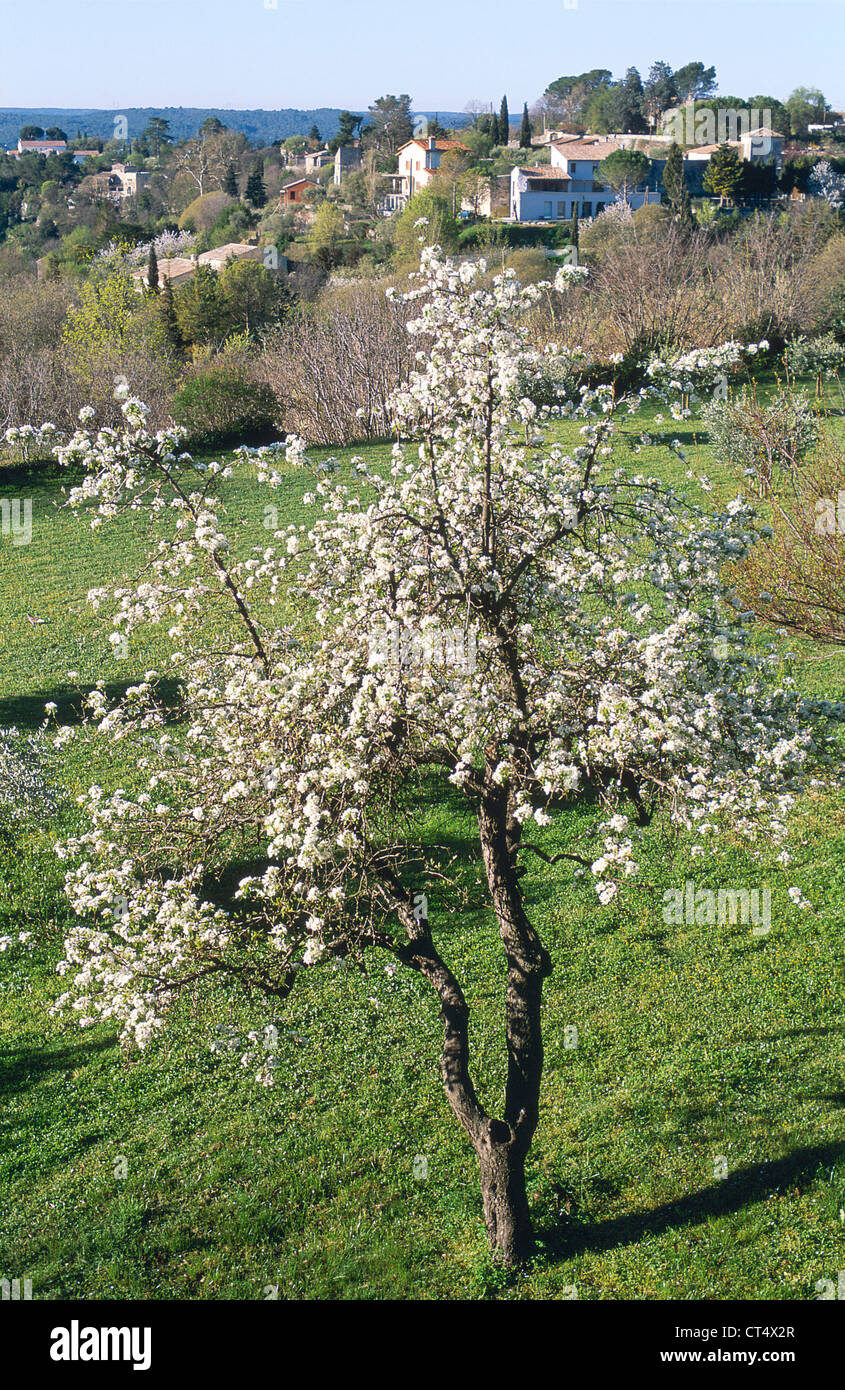 Cherry tree flowers man hi-res stock photography and images - Alamy