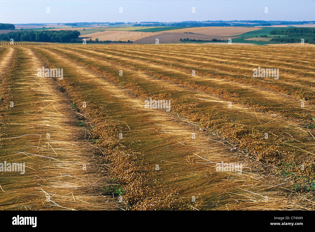 Reaping flax hi-res stock photography and images - Alamy