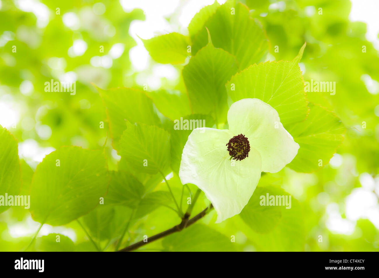 Davidia involucrata dove tree handkerchief tree hi-res stock ...