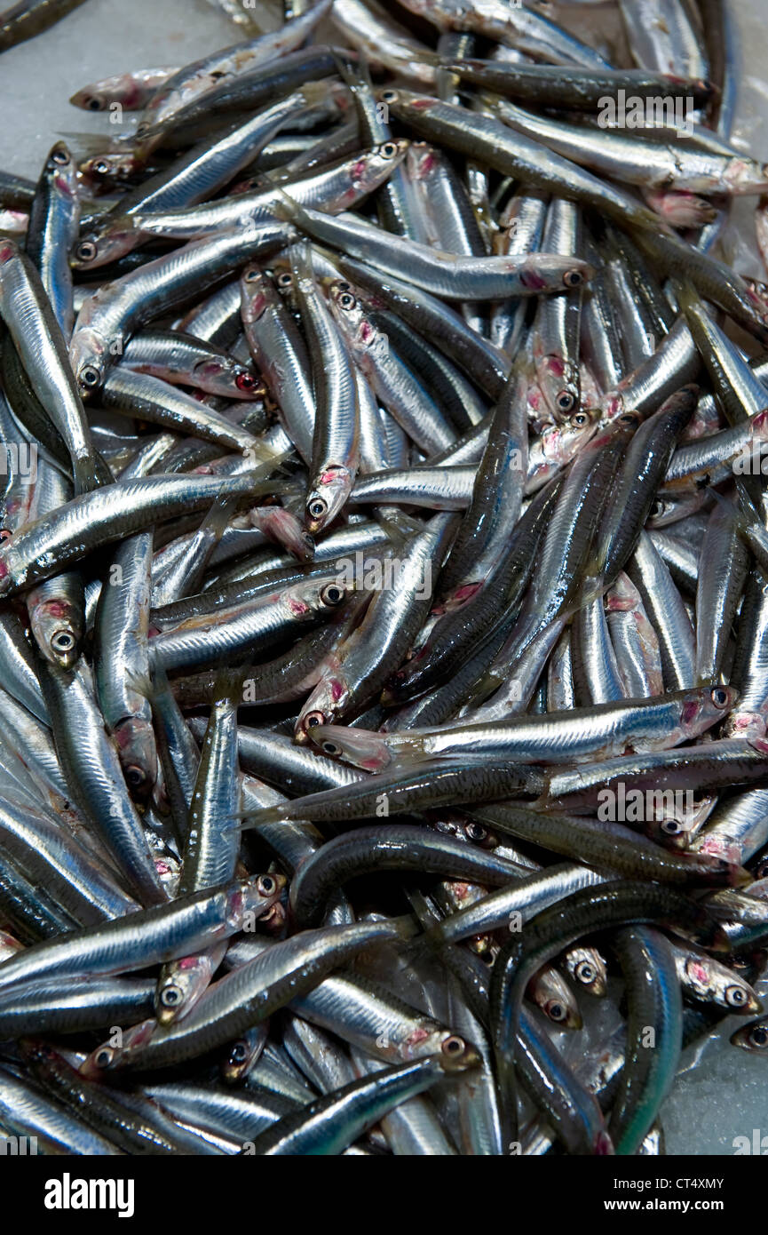 sardines for sale on a market stall Stock Photo - Alamy