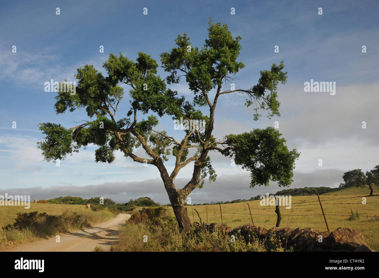 Cork oak tree, Alcornoque, on track in Sierra de Aracena, Andalucia ...
