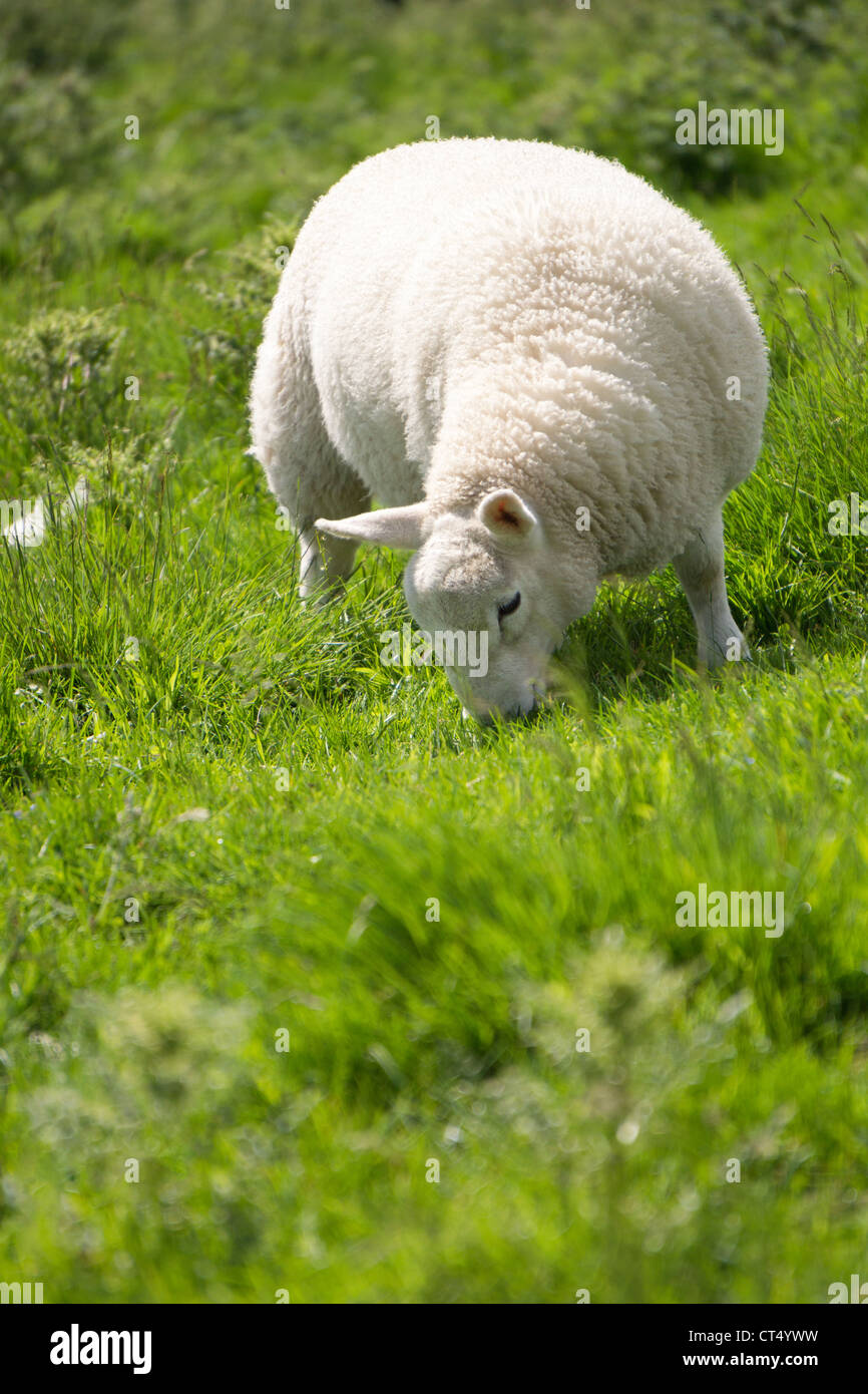 White lamb eating fresh green grass on farmland in Northumberland ...