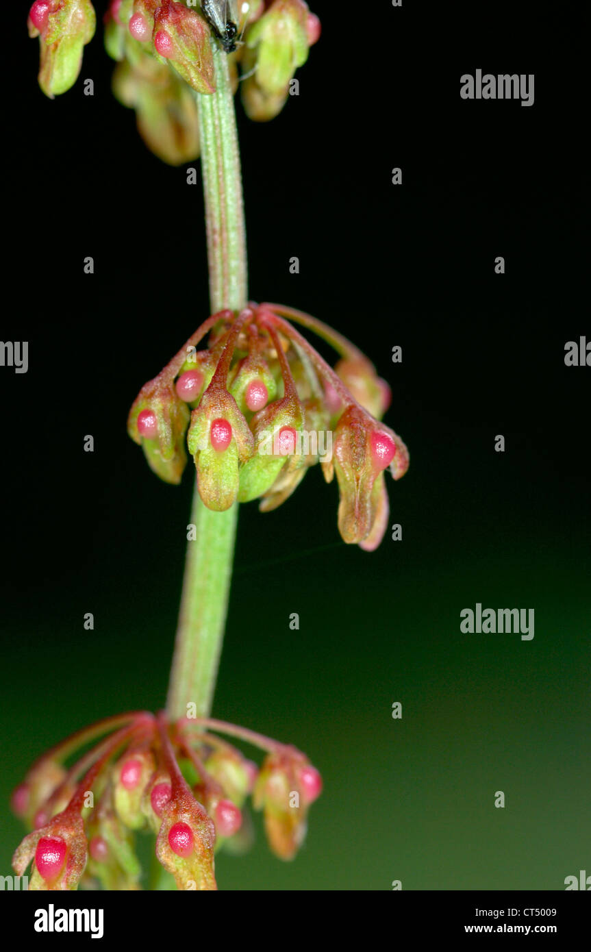 WOOD DOCK Rumex sanguineus (Polygonaceae Stock Photo - Alamy