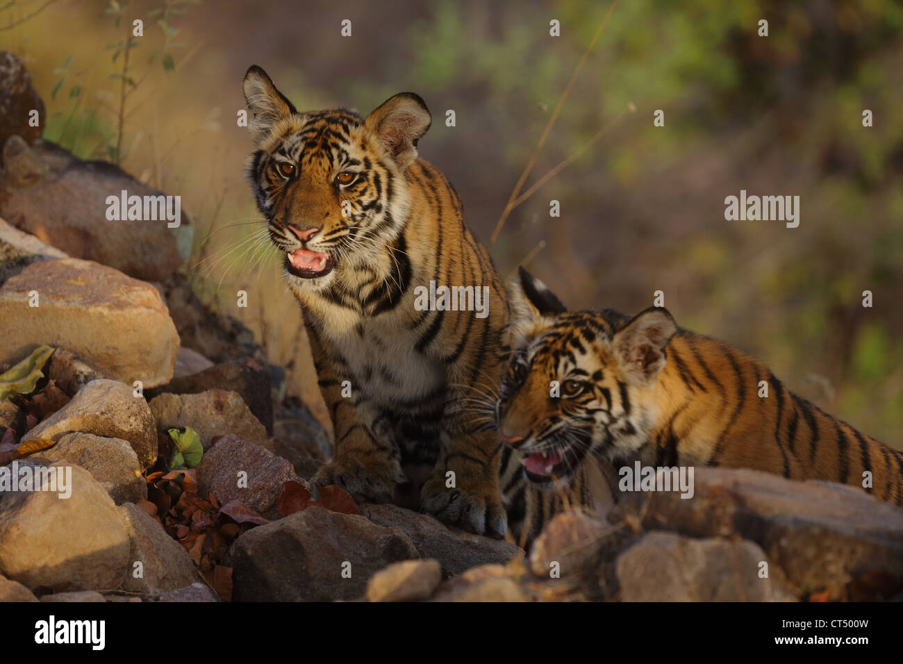 Tiger cub with mother hi-res stock photography and images - Alamy