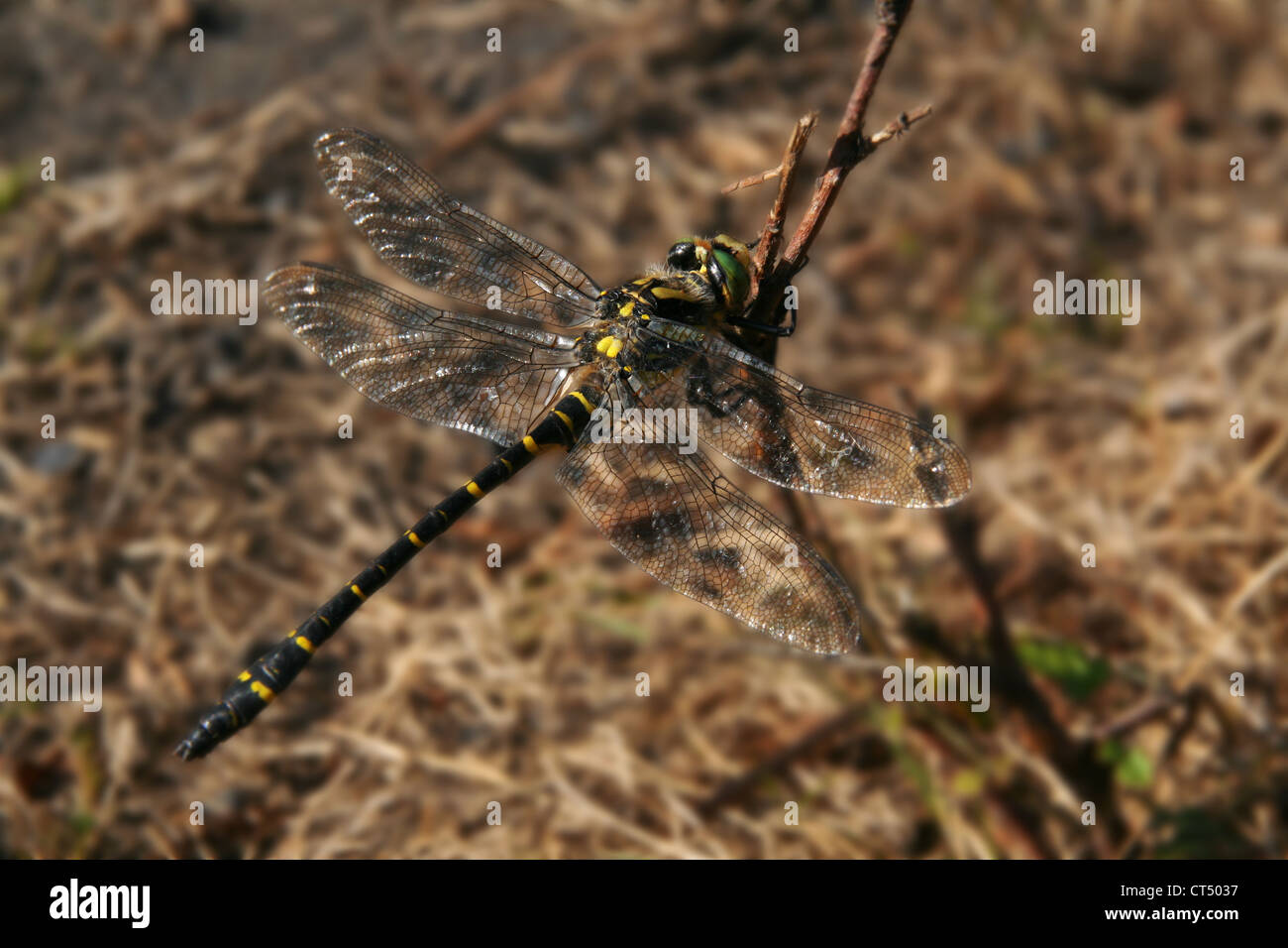 close up dragonfly macro picture, very detailed Stock Photo - Alamy