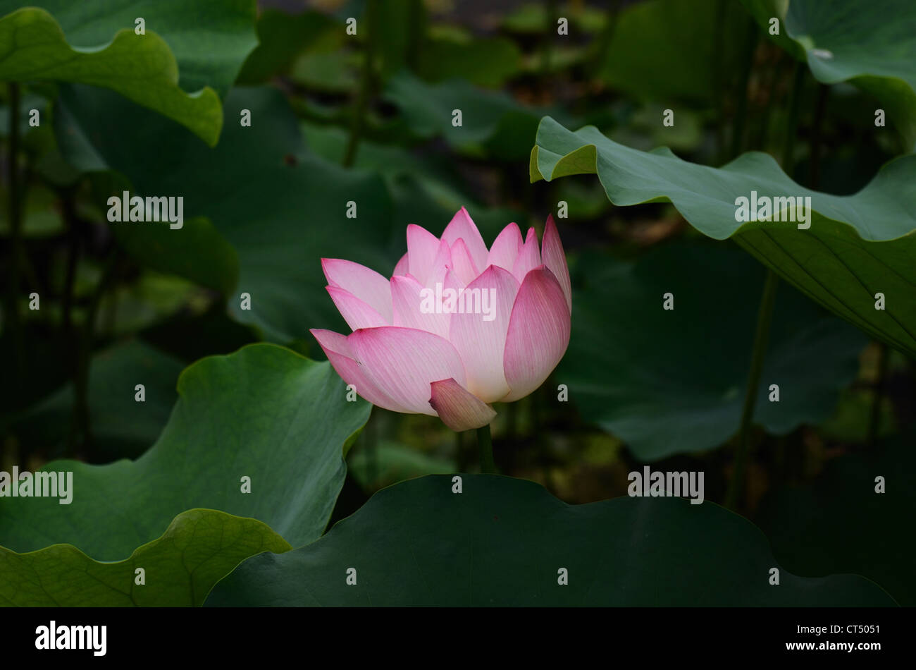 Lotus stalk hi-res stock photography and images - Alamy