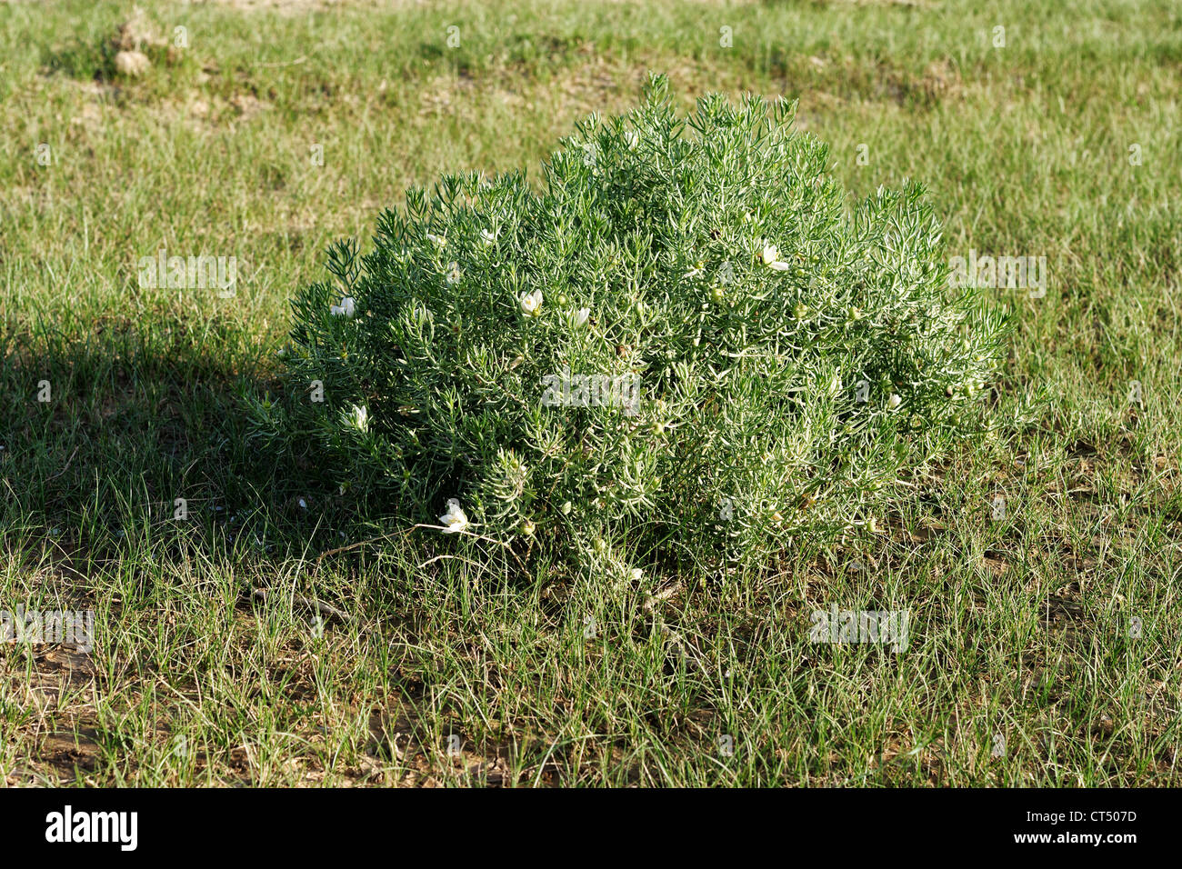 Arid flora hi-res stock photography and images - Alamy