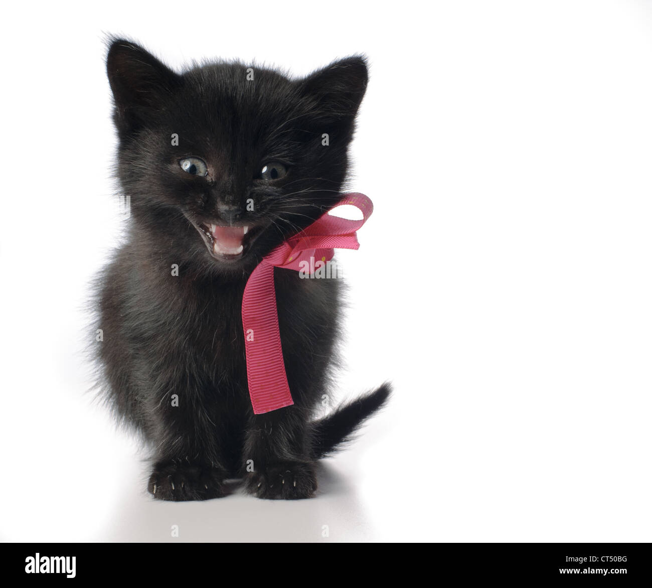 Small kitten with ribbon isolated on white background Stock Photo - Alamy