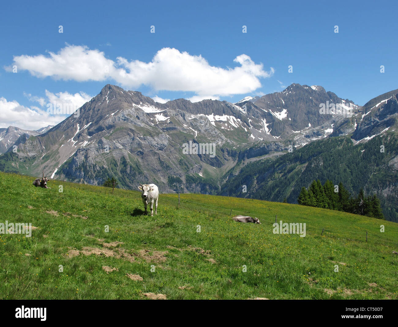 Animals of alps hi-res stock photography and images - Alamy