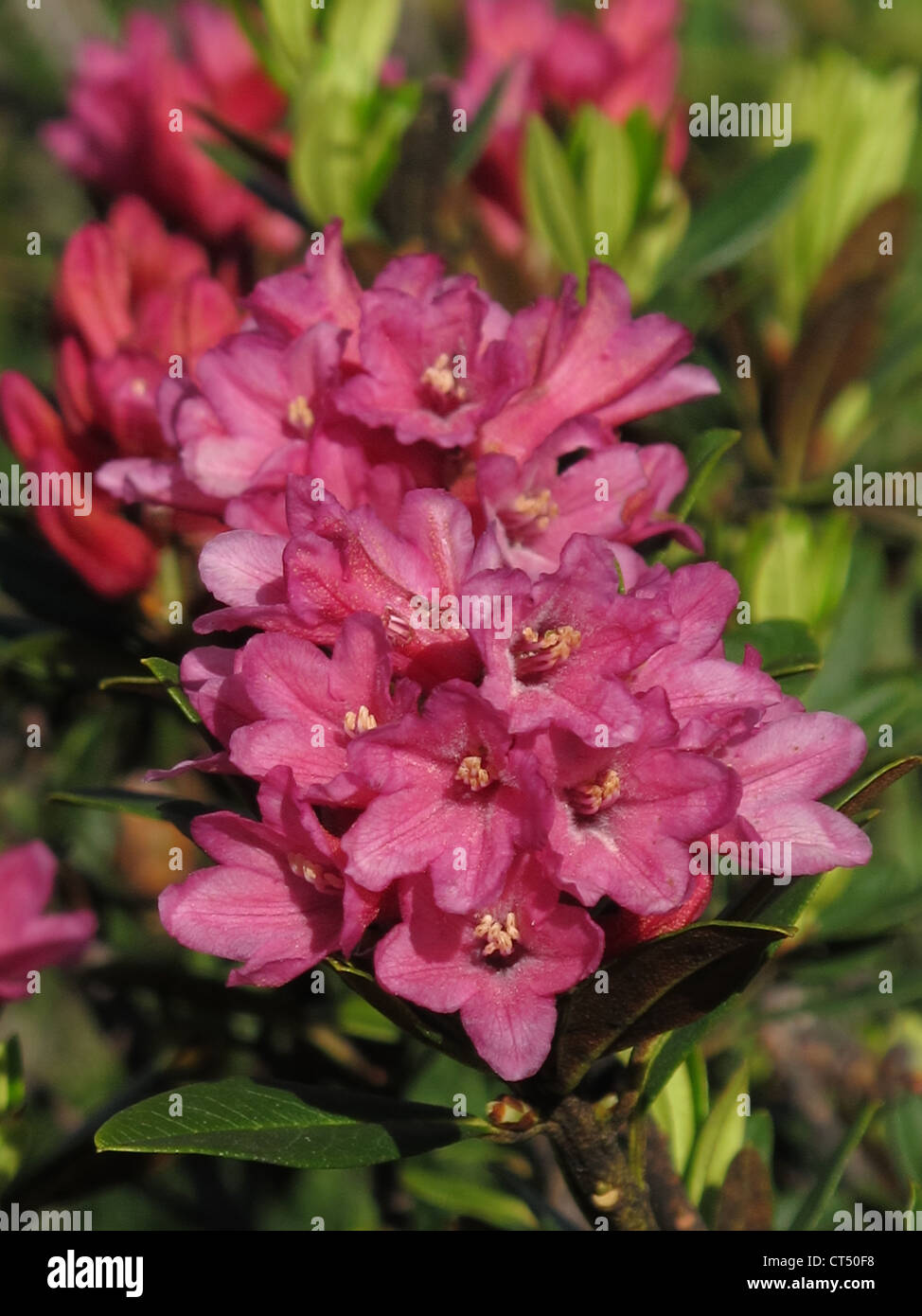 Alpenrose, mountain flower of the Rhododendron family Stock Photo - Alamy