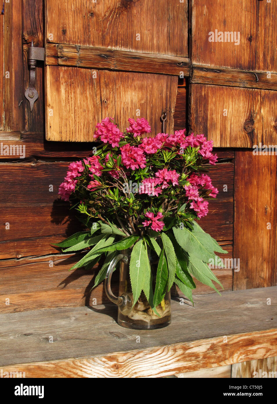 Bunch of Alpenrosen, flowers of the Rhododendron Family Stock Photo - Alamy