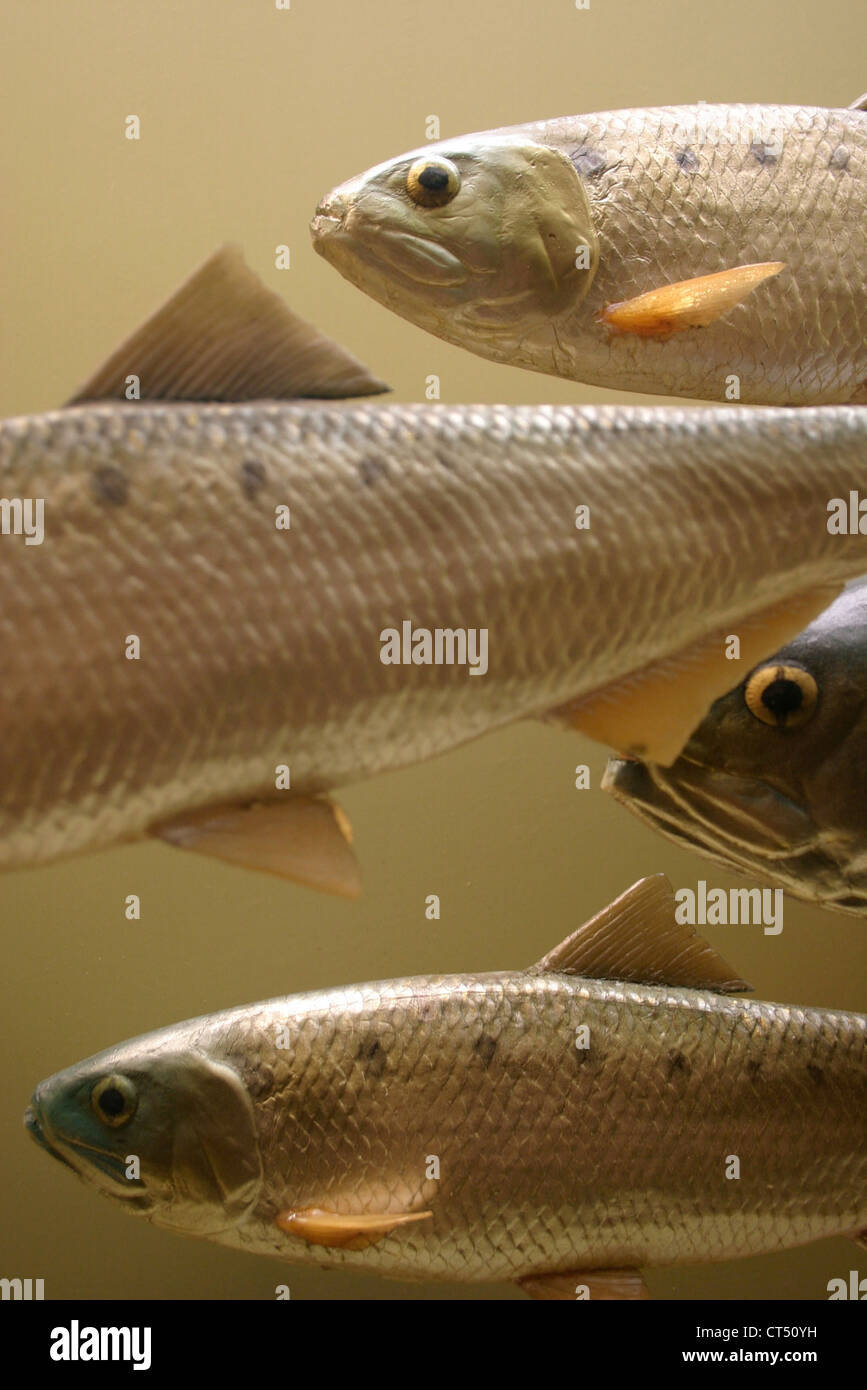 Fish natural history hi-res stock photography and images - Alamy