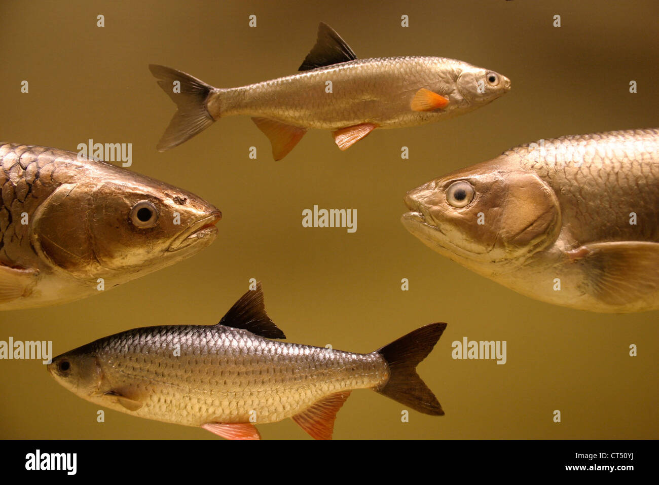 Fish natural history hi-res stock photography and images - Alamy