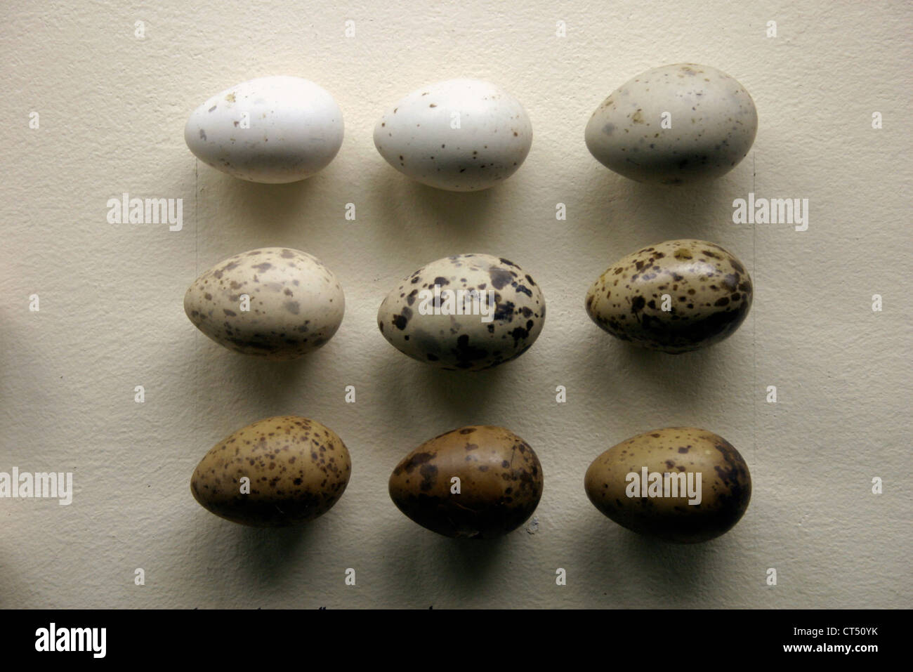 Birds egg museum hi-res stock photography and images - Alamy