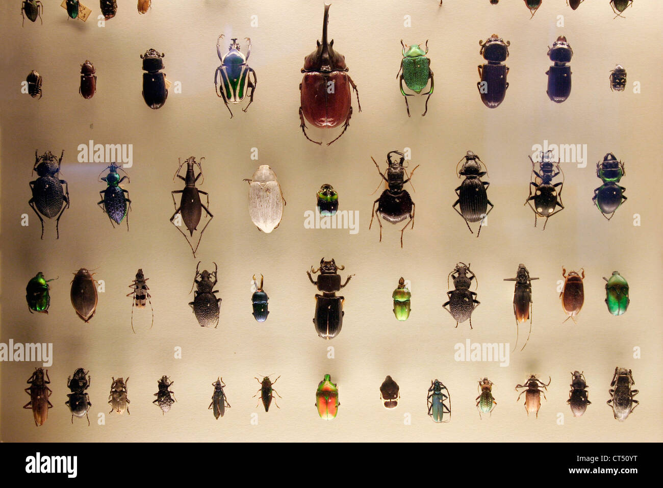 Berlin, insects at the Natural History Museum Stock Photo - Alamy