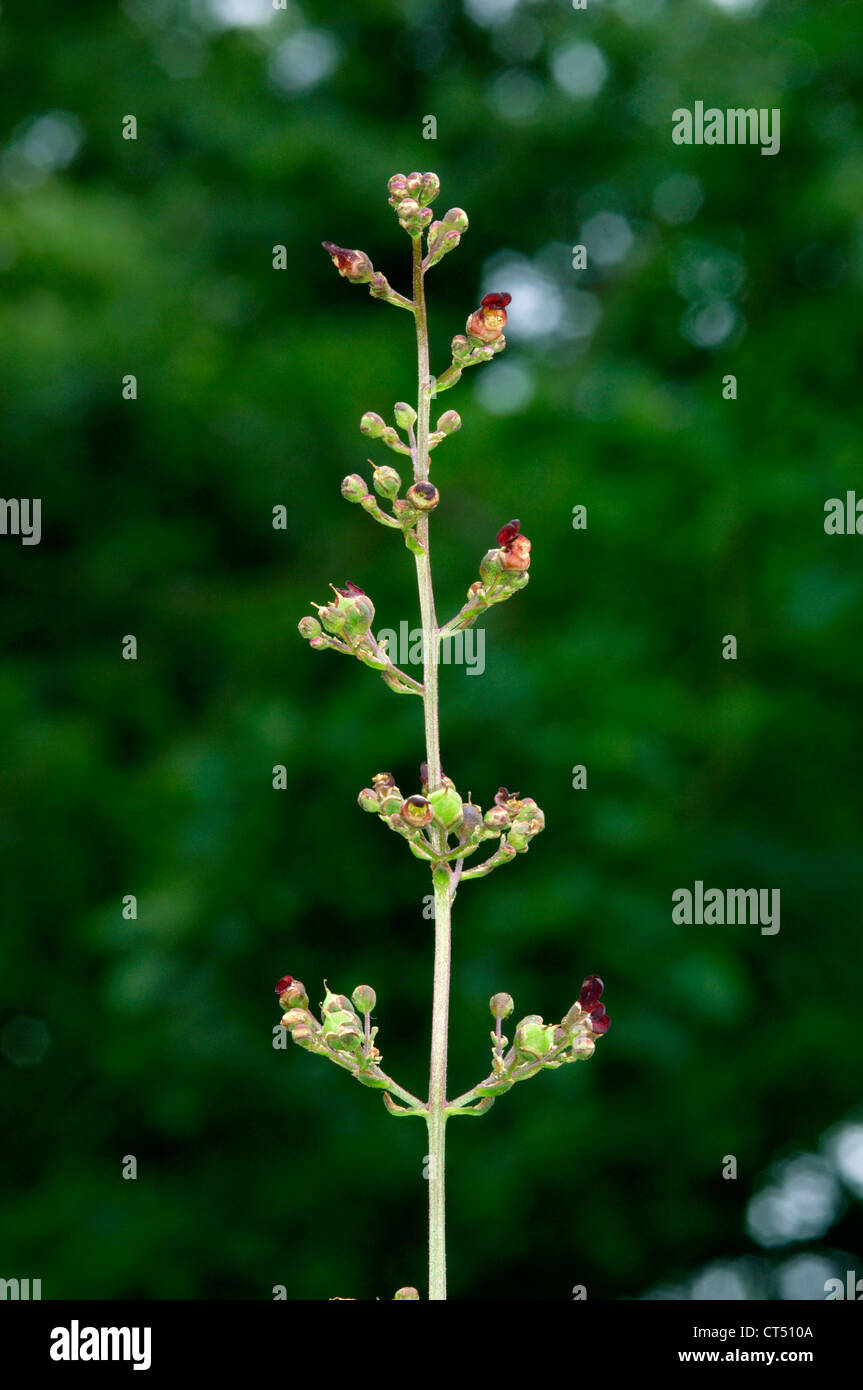 Water figwort scrophularia auriculata hi-res stock photography and ...