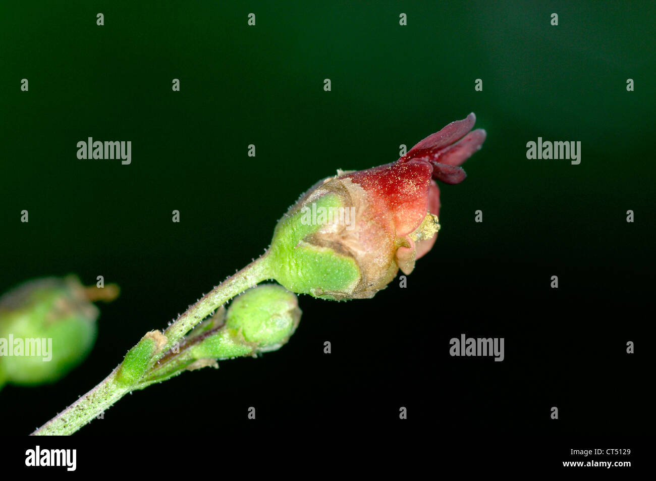 WATER FIGWORT Scrophularia auriculata (Scrophulariaceae Stock Photo - Alamy