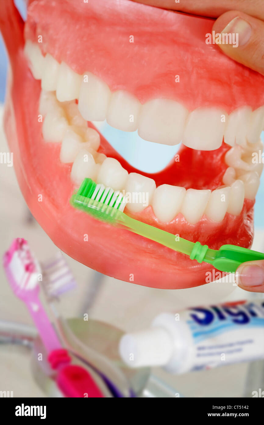 Dental models hi-res stock photography and images - Alamy