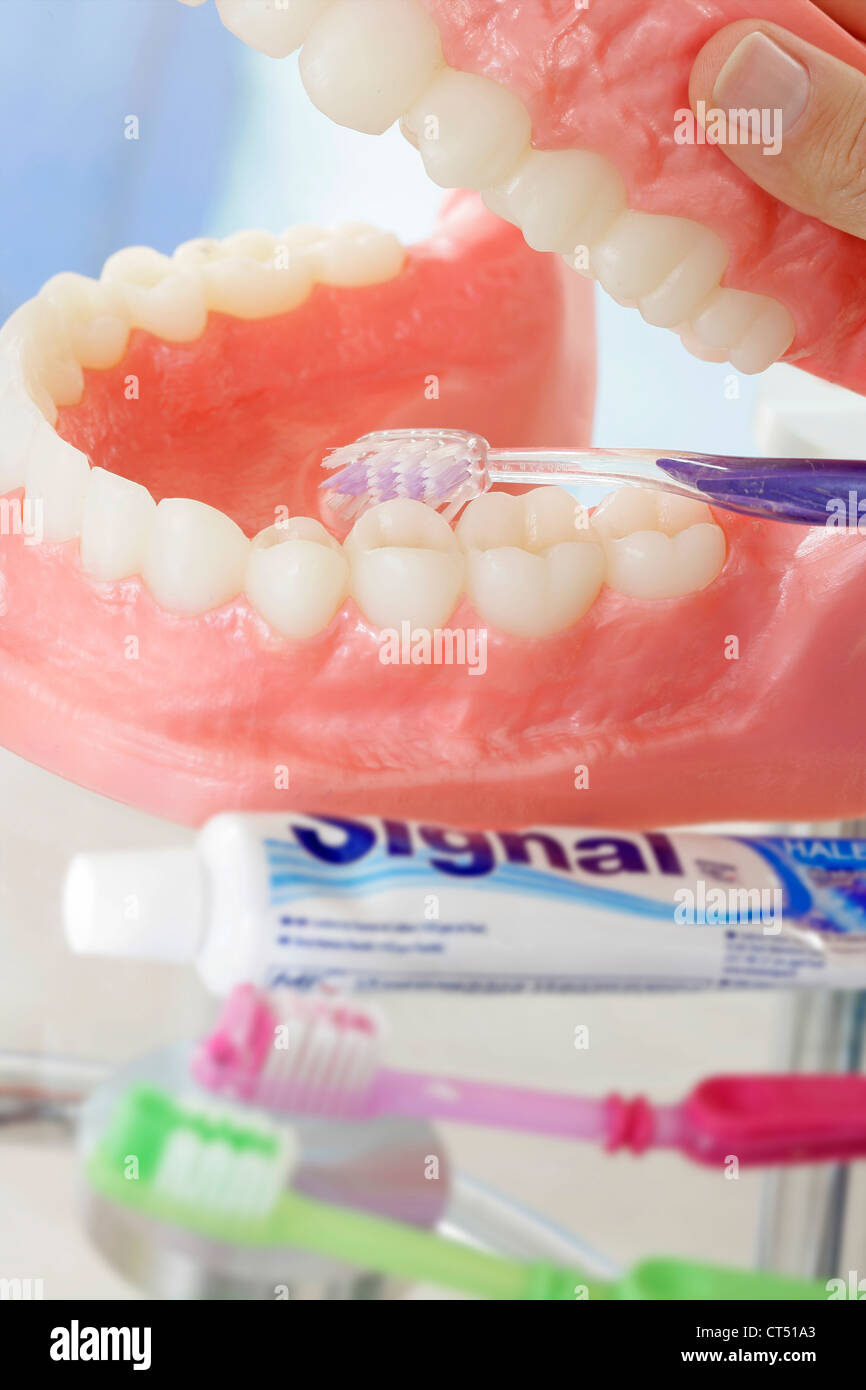 Dental models hi-res stock photography and images - Alamy