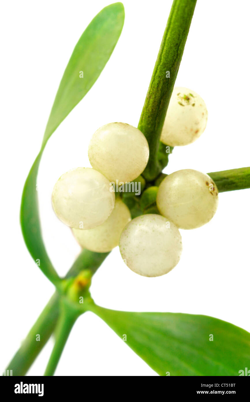Birdlime mistletoe viscum album hi-res stock photography and images - Alamy