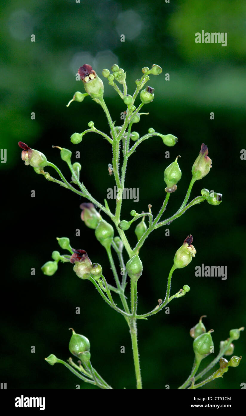 Common figwort scrophularia scrophulariaceae hi-res stock photography ...