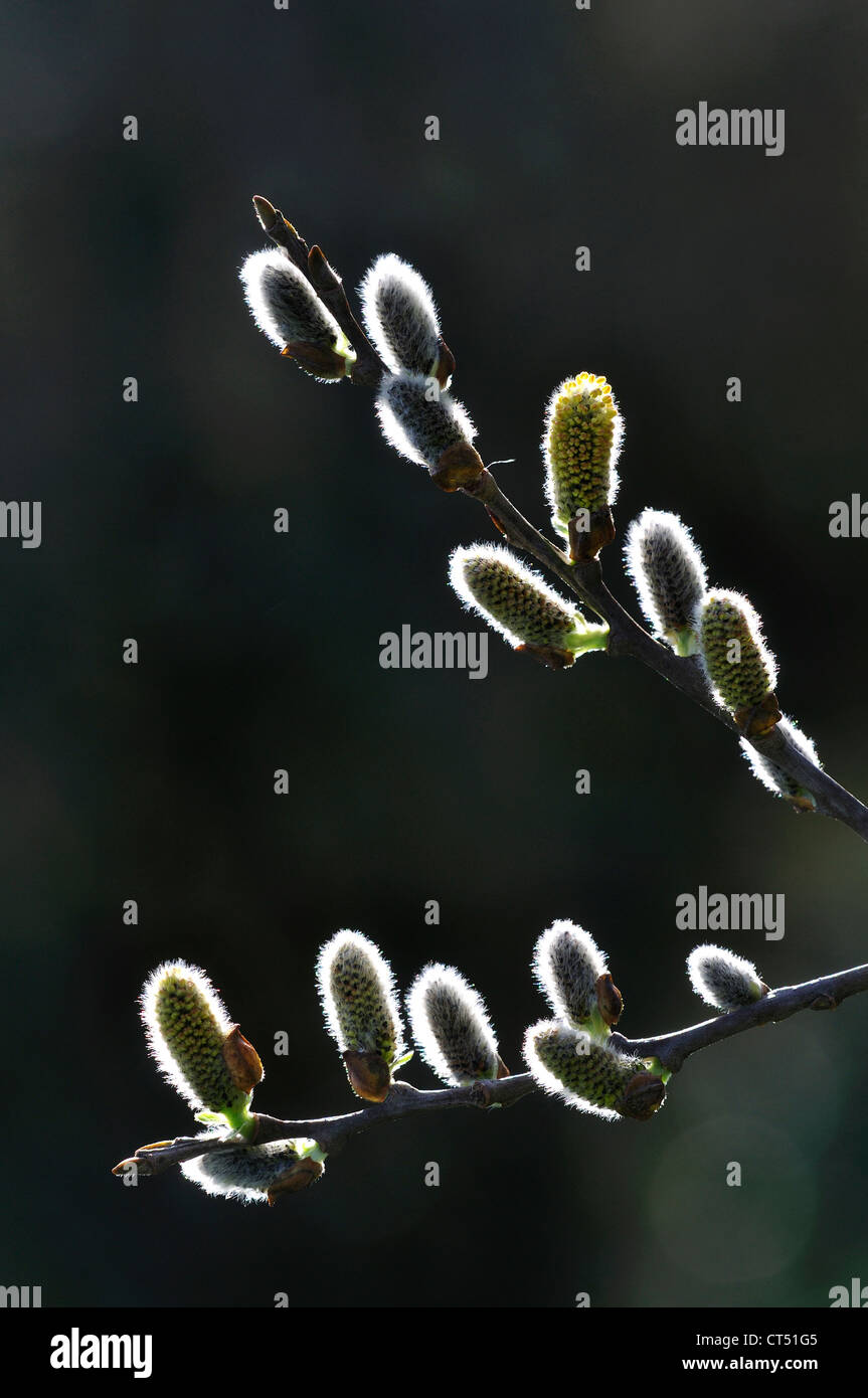 grey willow salix cinerea Salicaceae tree shrub deciduous male catkins ...