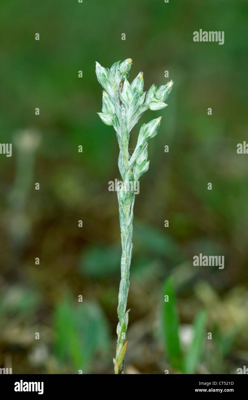 Filago minima hi-res stock photography and images - Alamy