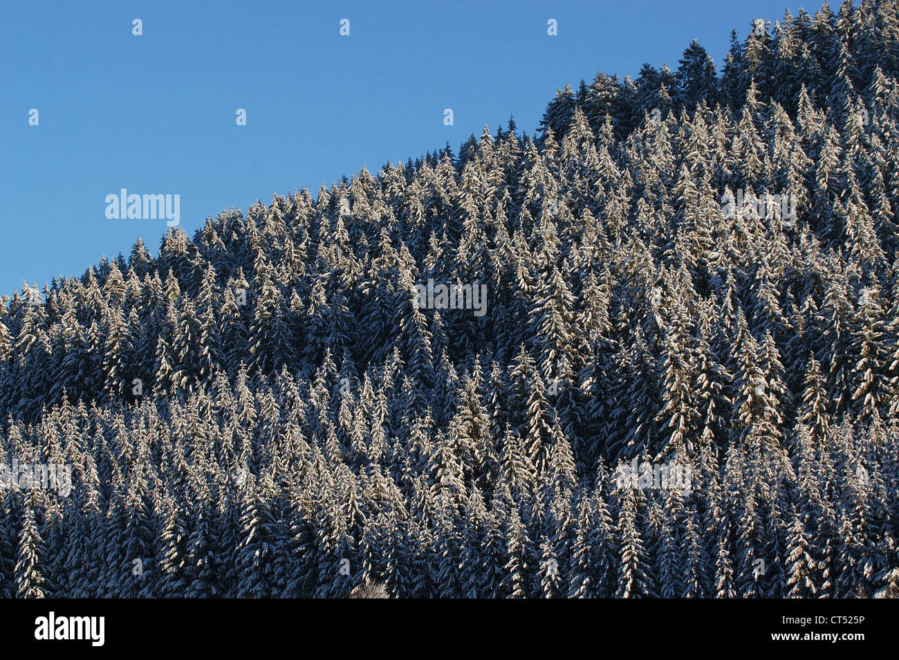 Winter landscape in the southern Black Forest Stock Photo - Alamy