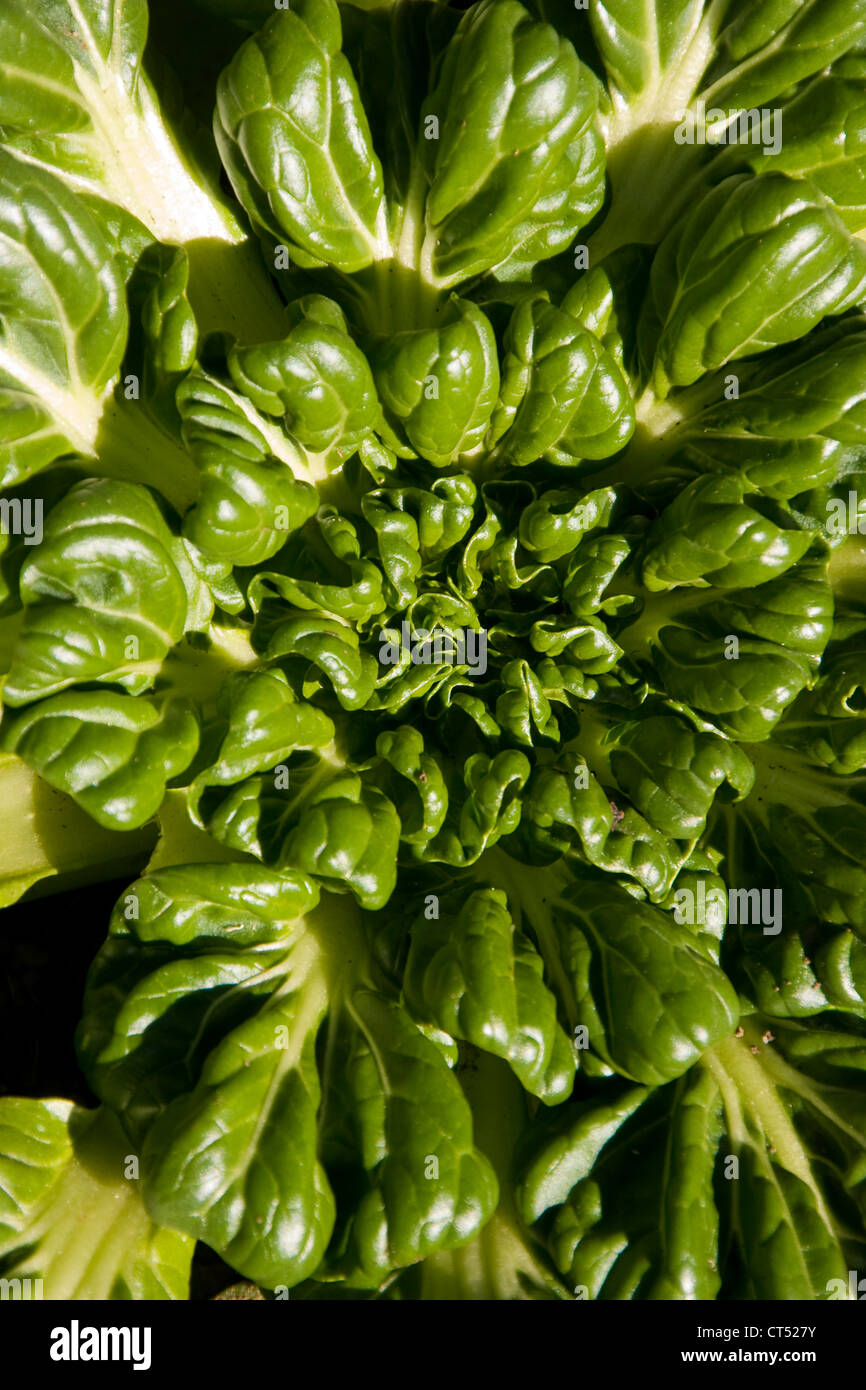 Chinese vegetable tatsoi Stock Photo - Alamy