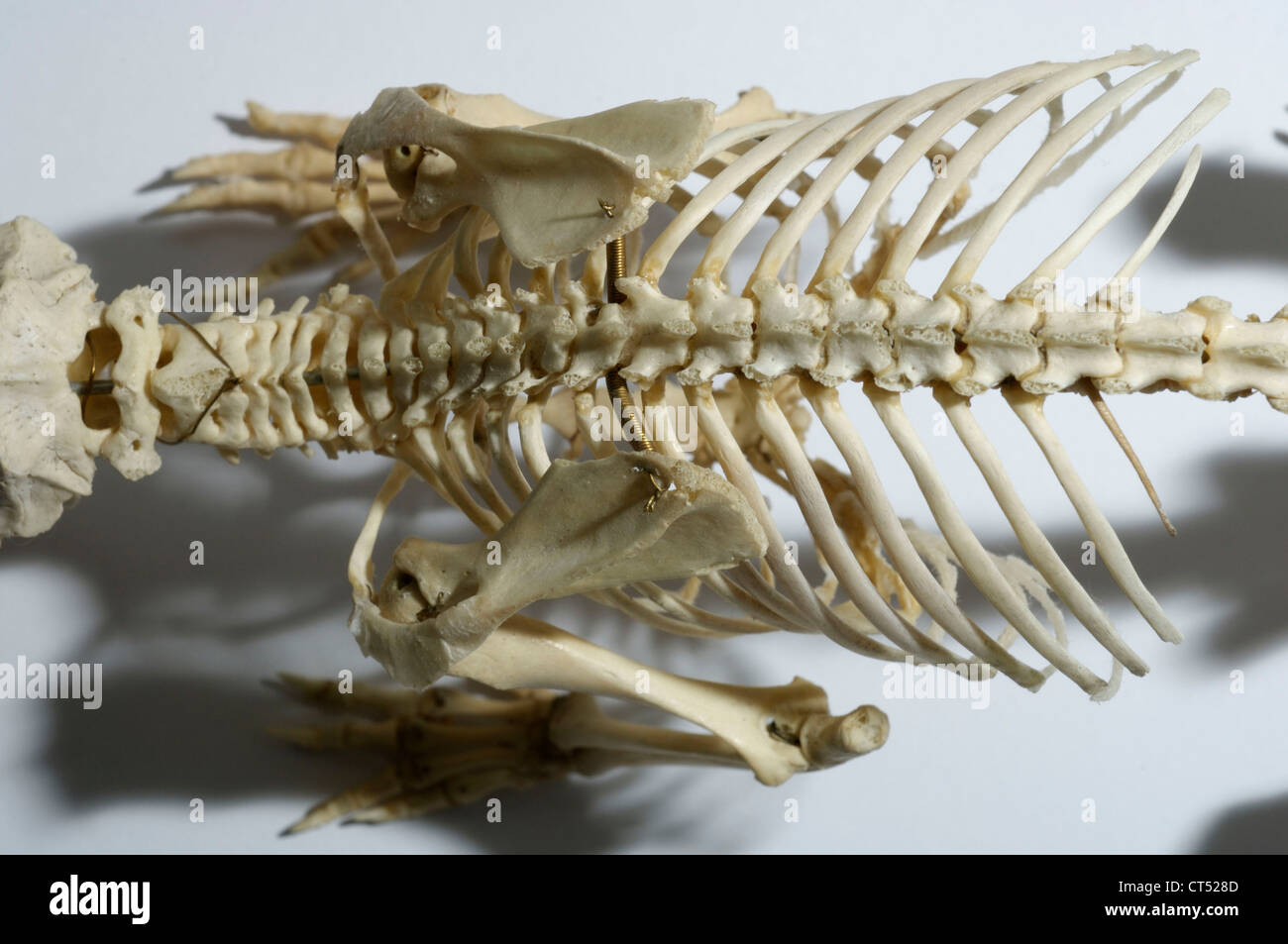 HEDGEHOG SKELETON Stock Photo - Alamy