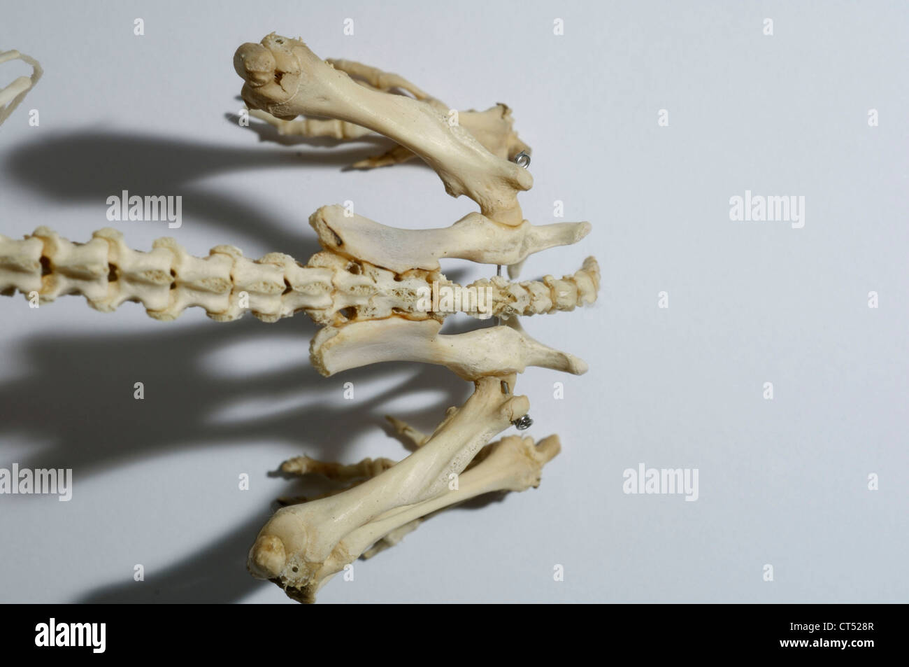 Bones bone skeleton pelvic hi-res stock photography and images - Alamy