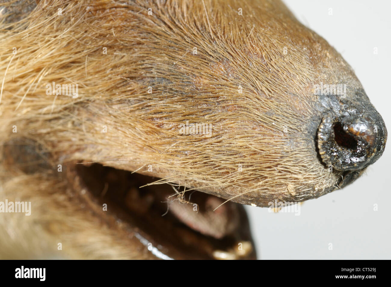 European hedgehog mouth hi-res stock photography and images - Alamy