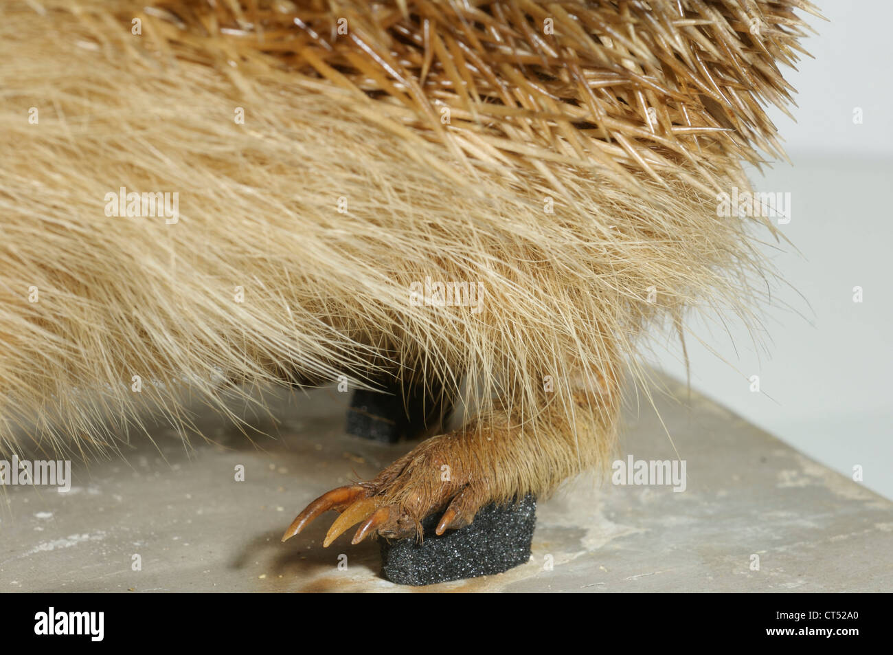 Hedgehog leg hi-res stock photography and images - Alamy
