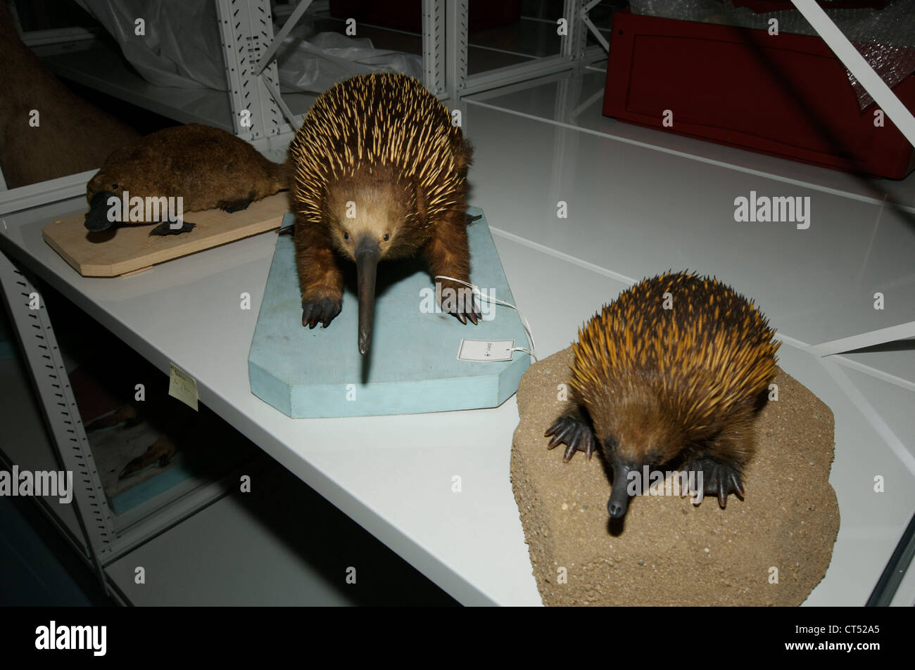 Monotreme hi-res stock photography and images - Alamy
