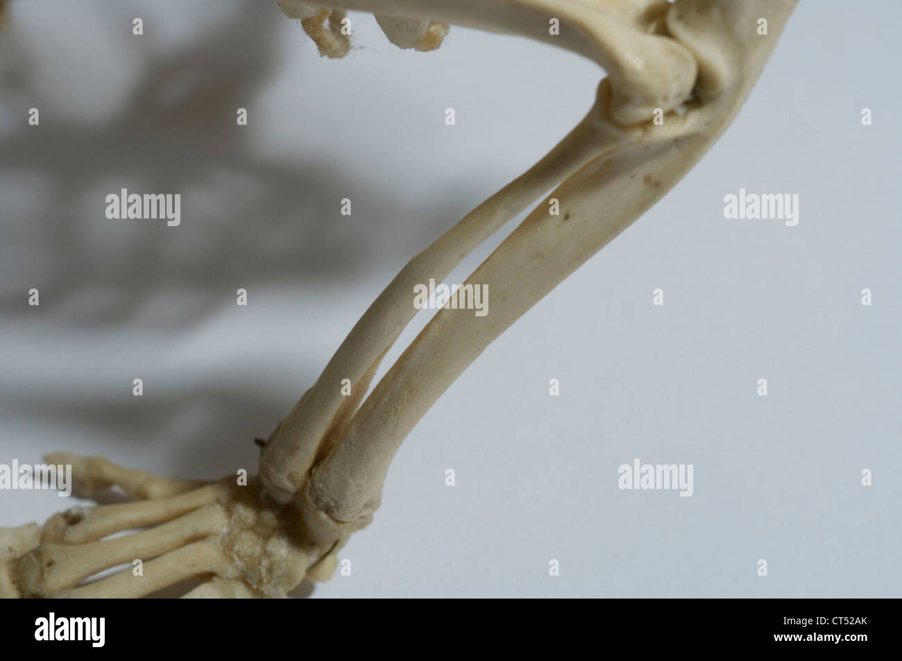 Leg skeleton closeup hi-res stock photography and images - Alamy